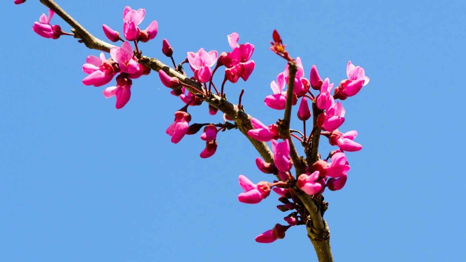 23 Different Redbud Tree Varieties For the Home Garden