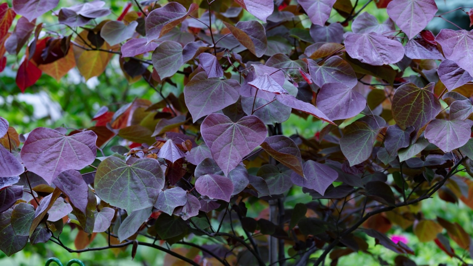 23 Different Redbud Tree Varieties For the Home Garden