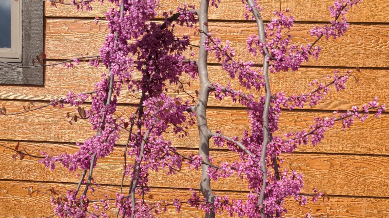 23 Different Redbud Tree Varieties For the Home Garden
