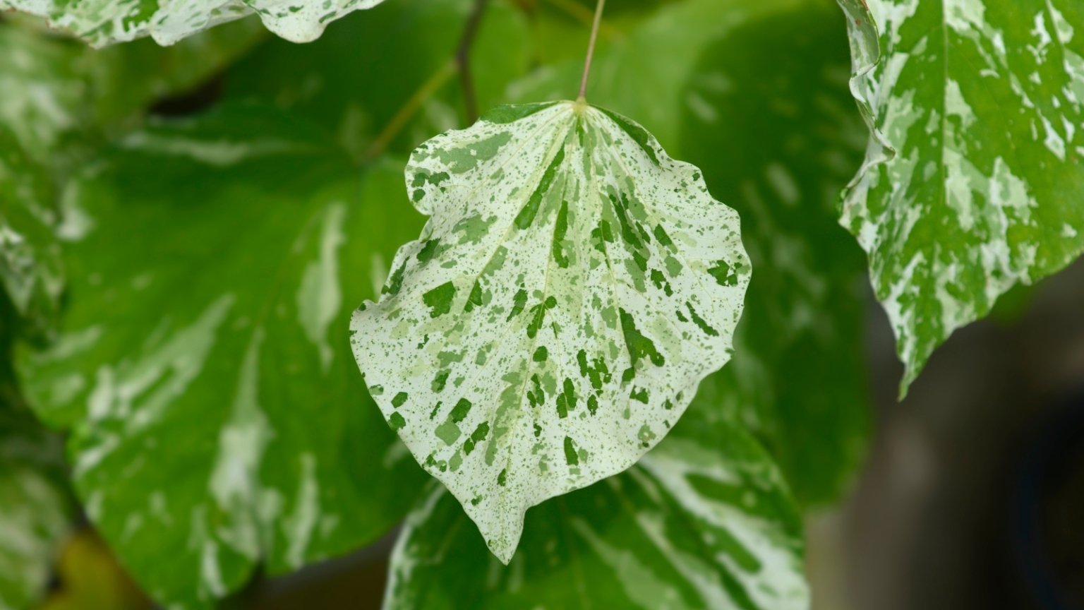 23 Different Redbud Tree Varieties For the Home Garden