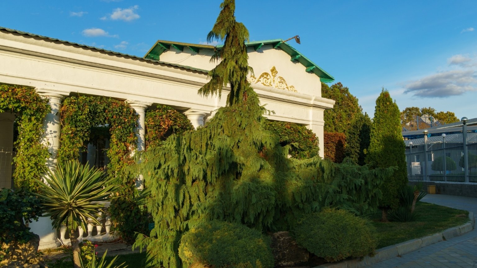 19 Dwarf Evergreen Trees for Your Landscape