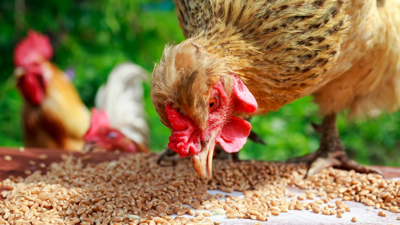 7 Reasons You Should Grow Wheat in Your Garden