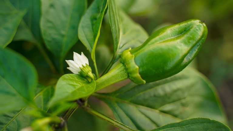 A Comprehensive Guide to Creating Your Own Hybrid Peppers