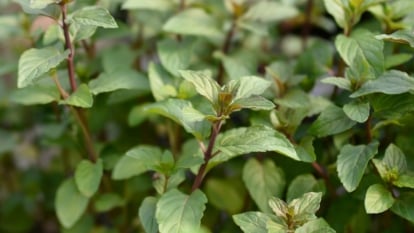 19 Mint Varieties For Your Edible Garden