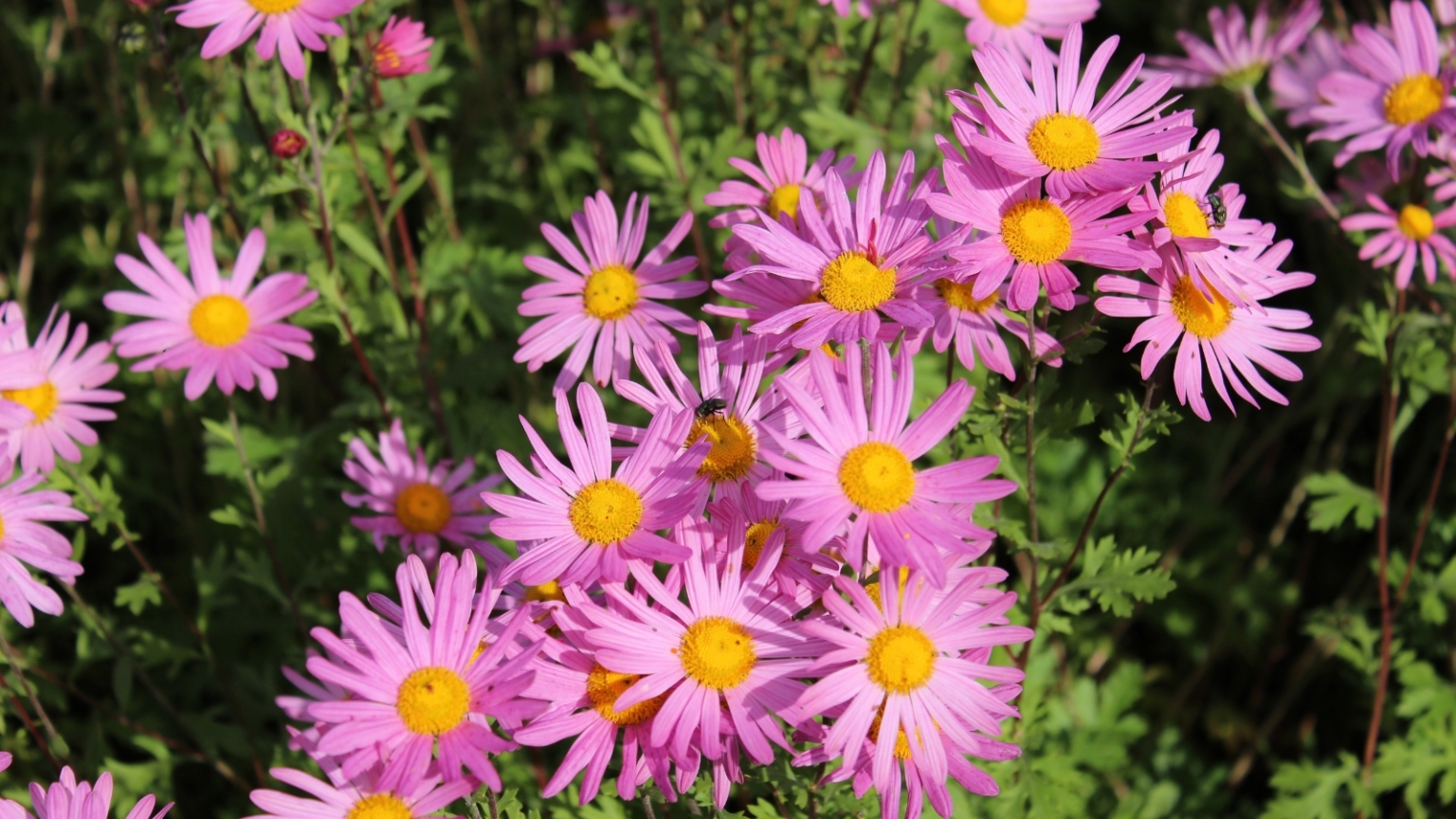 19 Perennials To Plant in September