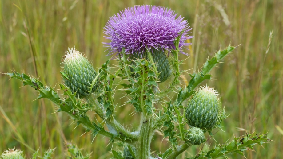 31 Native Plants That Attract Wildlife