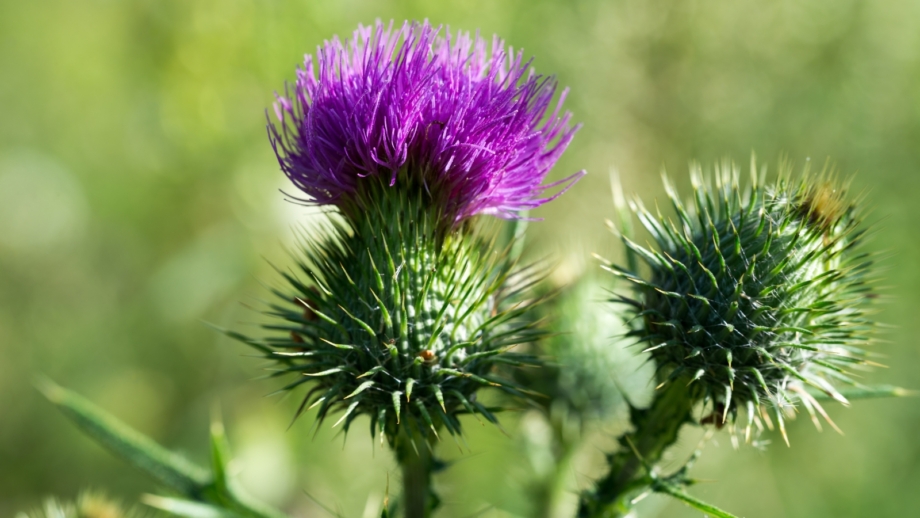 31 Native Plants That Attract Wildlife