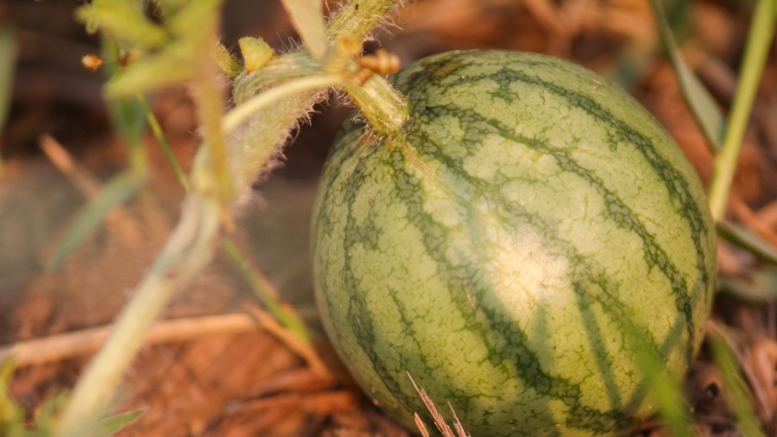 7 Common Watermelon Diseases and How to Treat Them