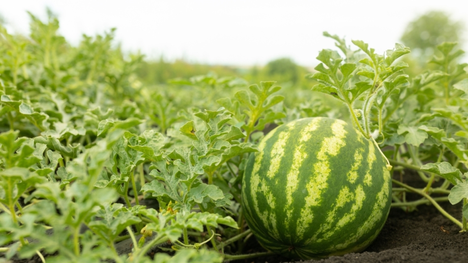 13 Common Watermelon Pests: How to Identify, Prevent, and Treat Them