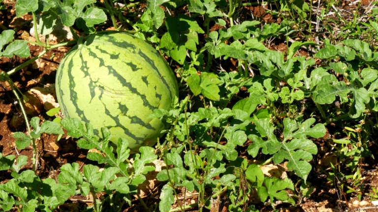 How To Grow Watermelon: Summer's Bounty - Epic Gardening