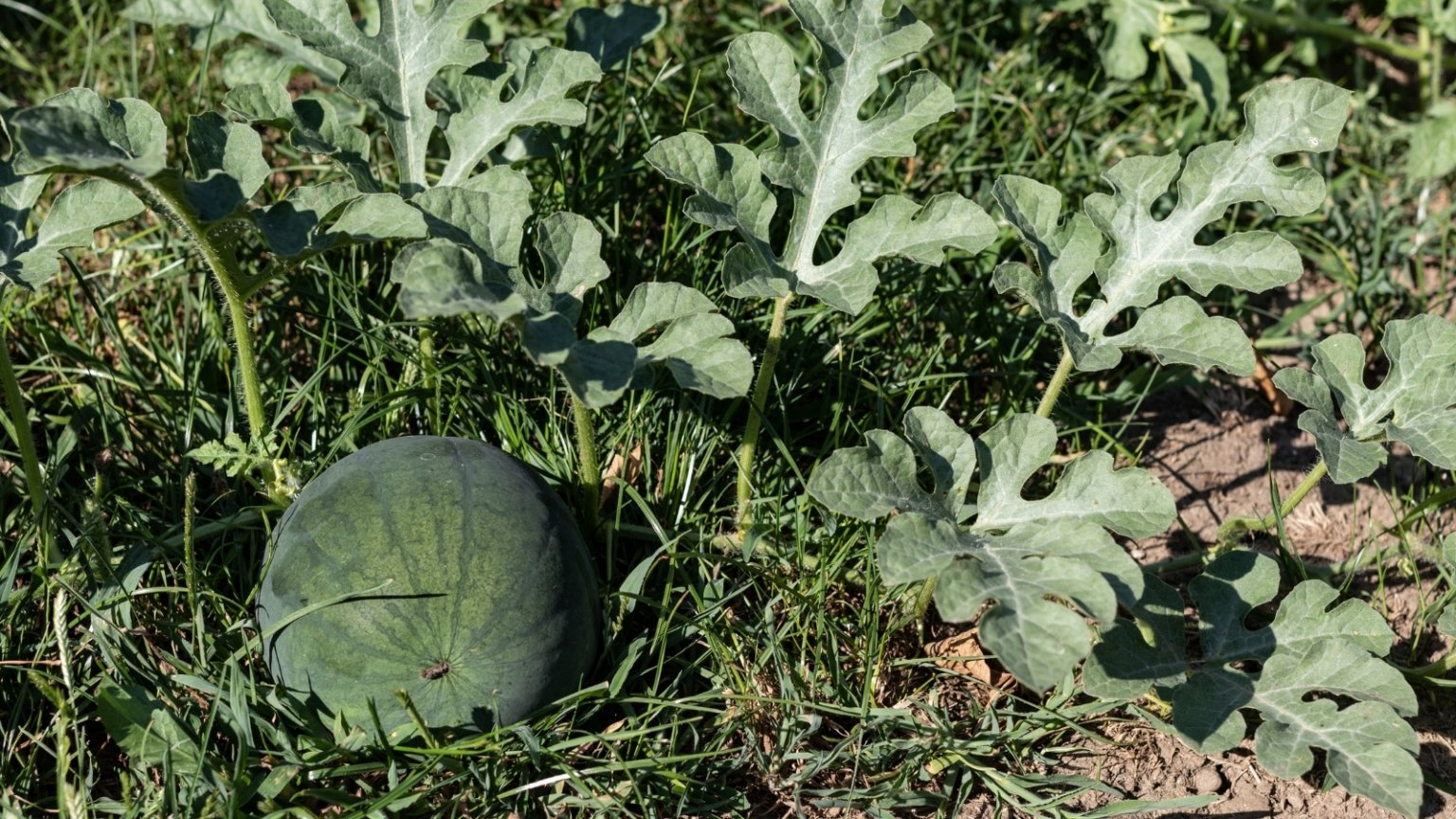 How to Plant, Grow, and Care for 'Sugar Baby' Watermelons