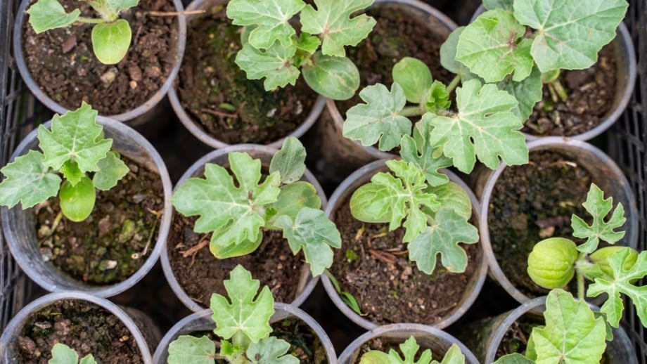 How To Grow Watermelon: Summer's Bounty - Epic Gardening