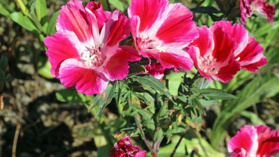 21 Wildflowers Native to Washington State