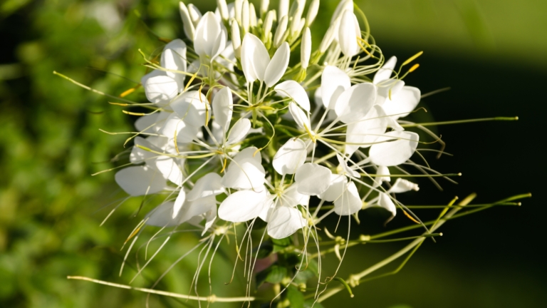 How to Plant, Grow, and Care for Cleome Flowers