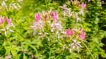 How to Plant, Grow, and Care for Cleome Flowers