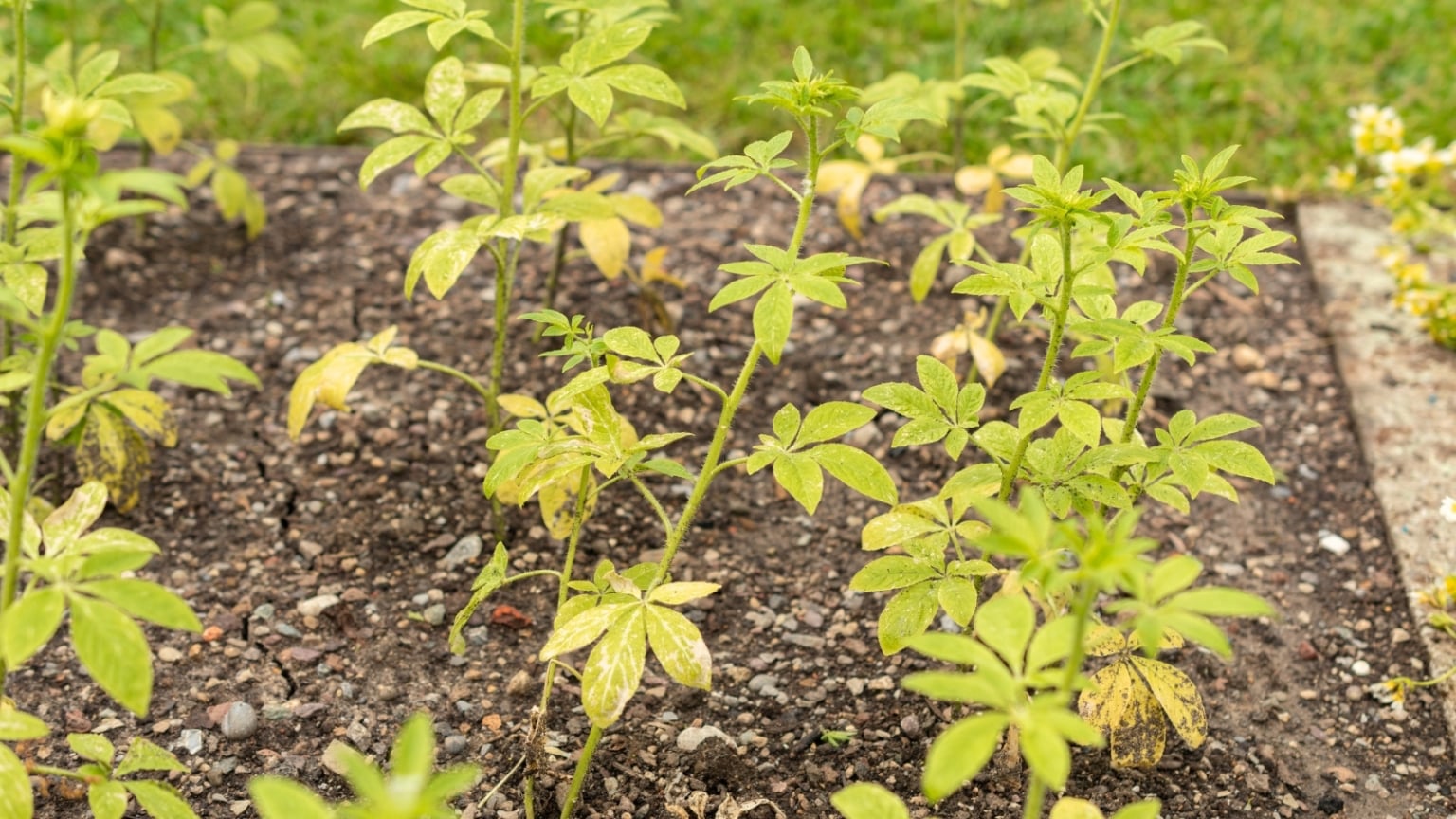 How to Plant, Grow, and Care for Cleome Flowers