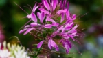 How to Plant, Grow, and Care for Cleome Flowers
