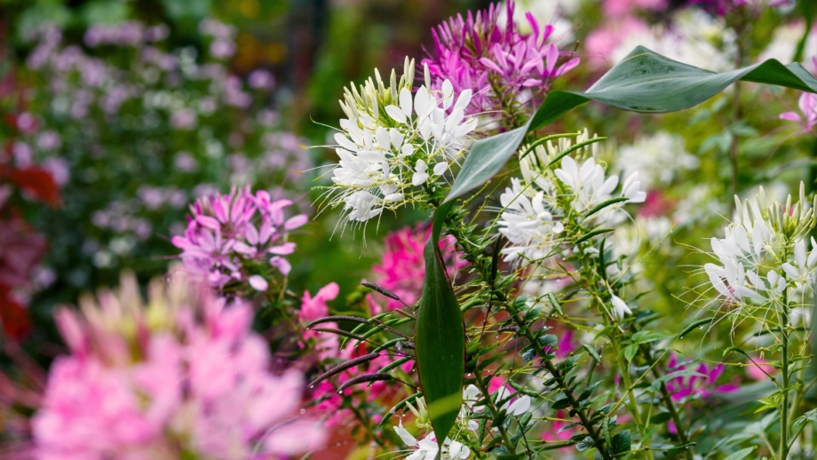 How to Plant, Grow, and Care for Cleome Flowers