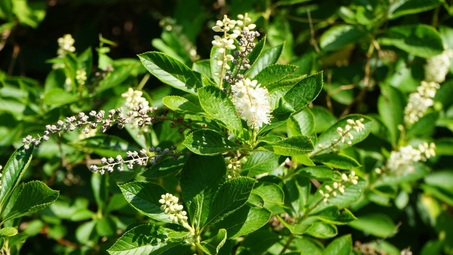 19 Garden Plants That Will Grow in Sun or Shade