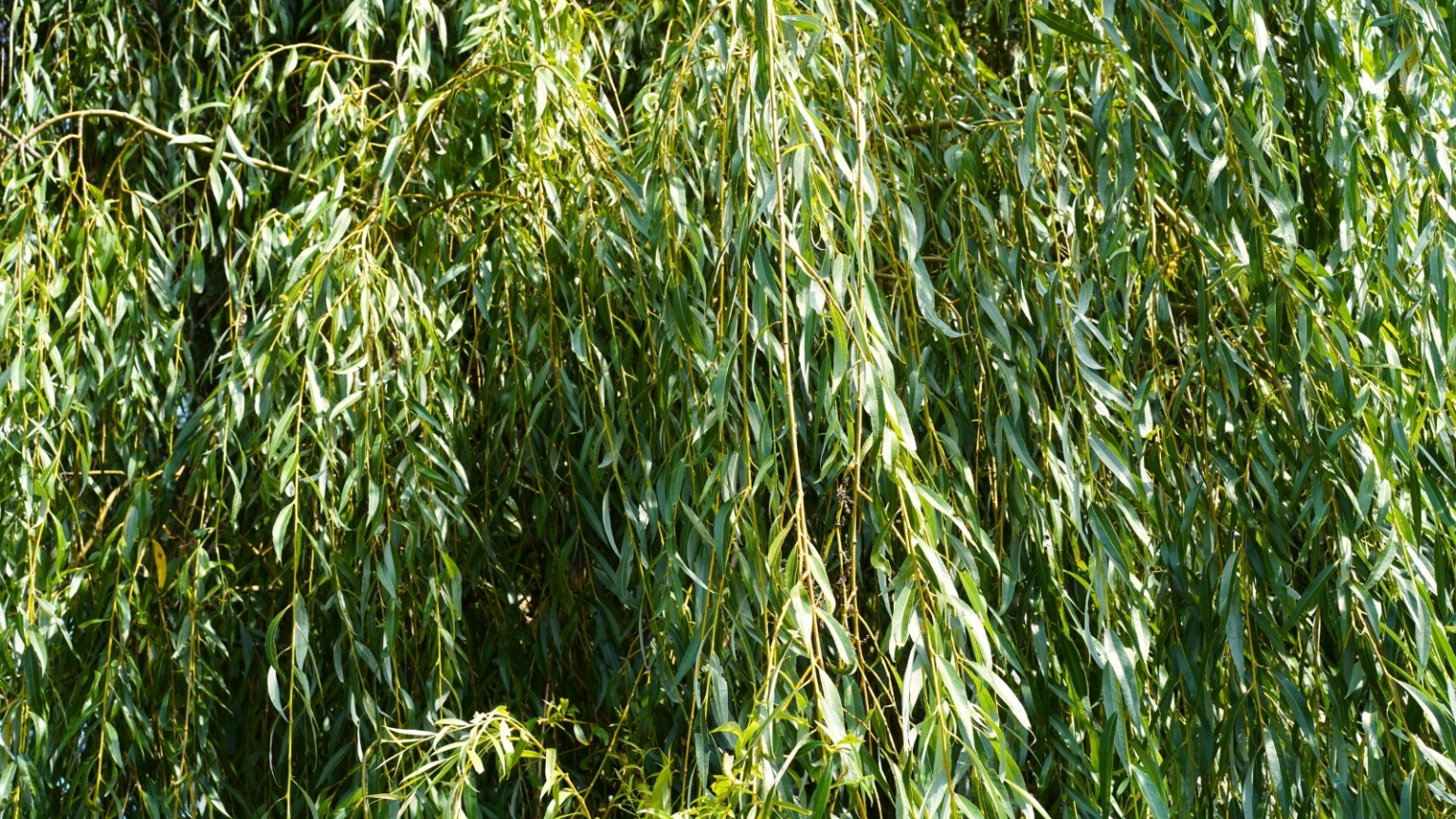 How to Plant, Grow, and Care For Weeping Willow Trees