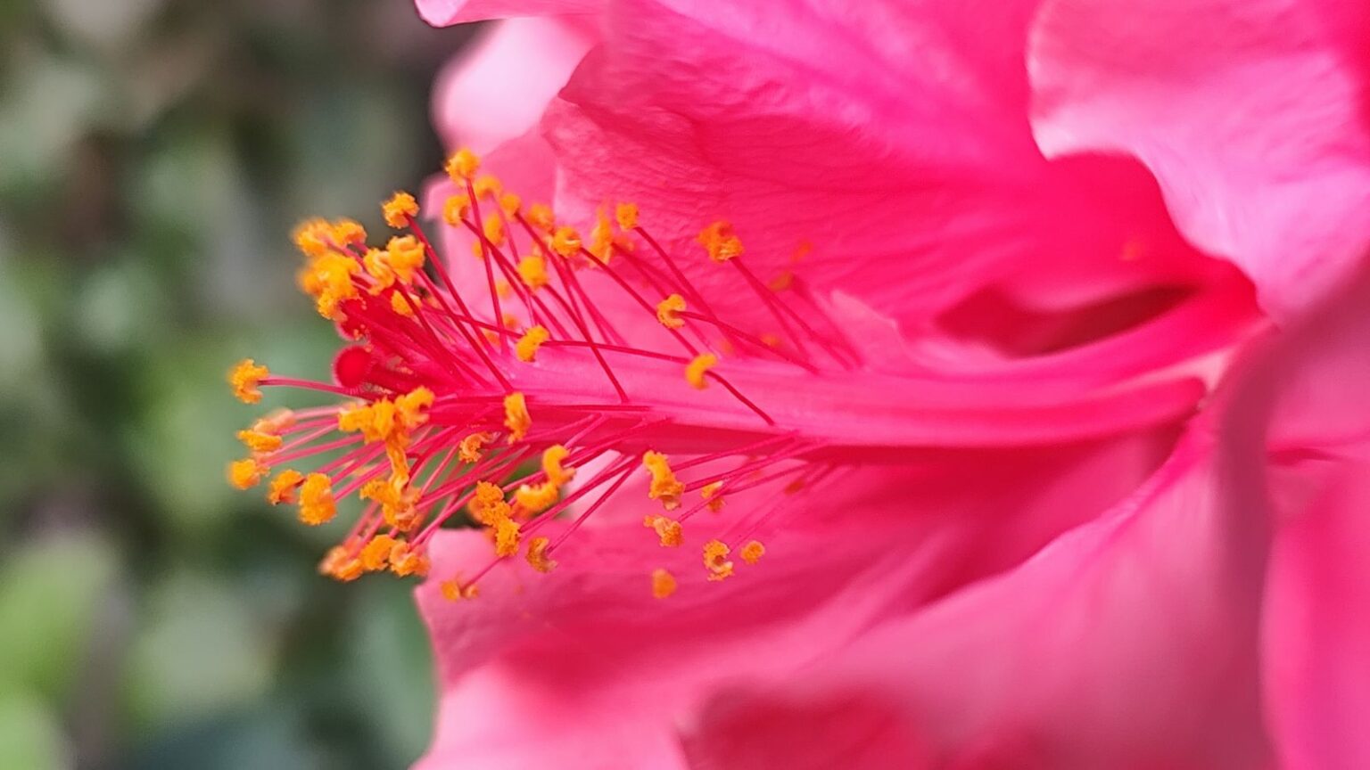 How to Plant, Grow, and Care for Hawaiian Hibiscus