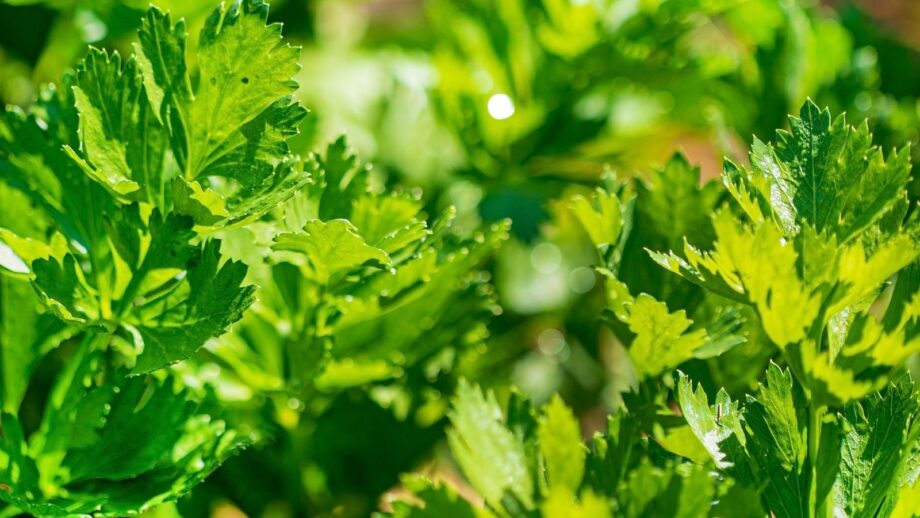 How to Plant, Grow, and Care for Lovage