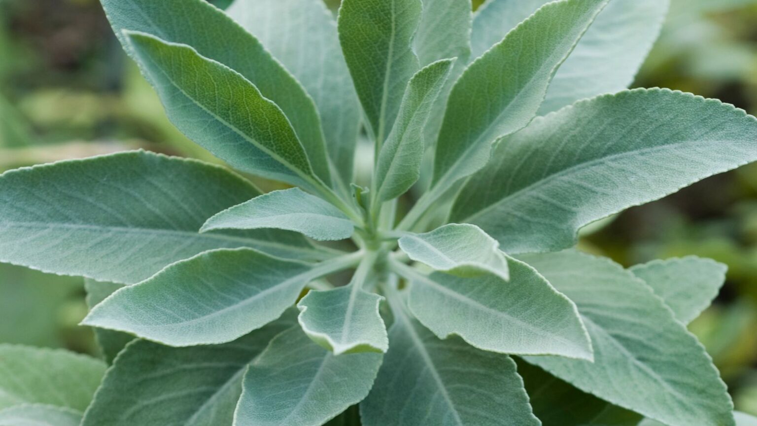 How to Plant, Grow, and Care for White Sage