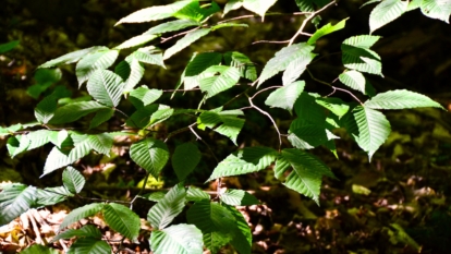 How to Plant, Grow, and Care for American Beech Trees