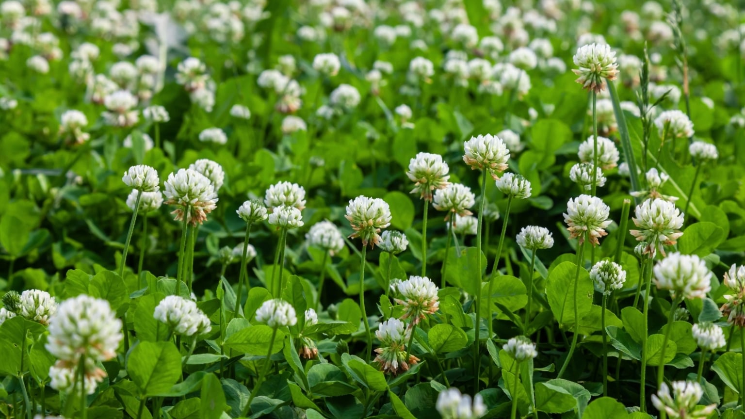 13 Cover Crops You Should Plant in September