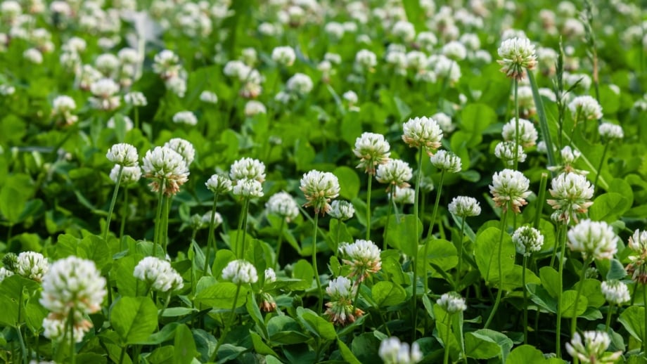 13 Cover Crops You Should Plant in September
