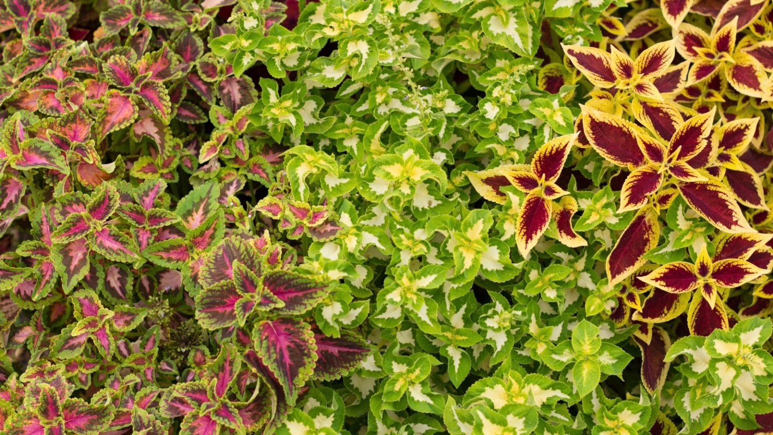 19 Garden Plants That Will Grow in Sun or Shade