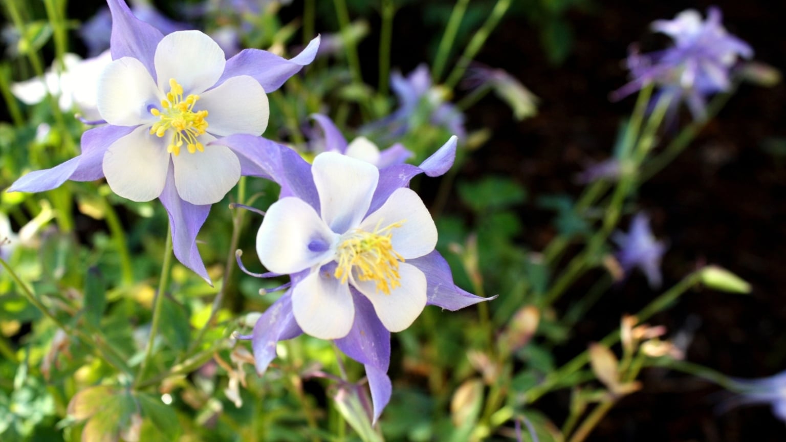 23 Plants to Grow Under Pine Trees