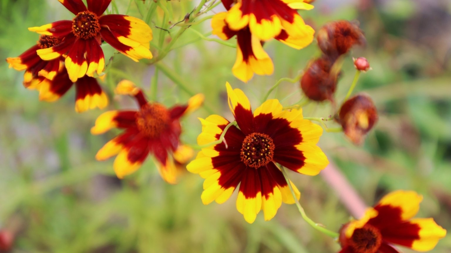 17 Bulletproof Perennials That Are Almost Impossible to Kill
