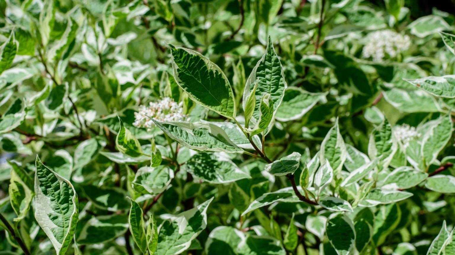 21 Outdoor Plants With Variegated Leaves