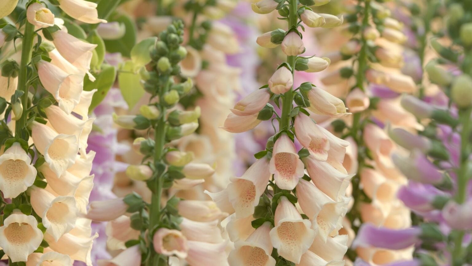 How to Plant, Grow, and Care for Foxgloves