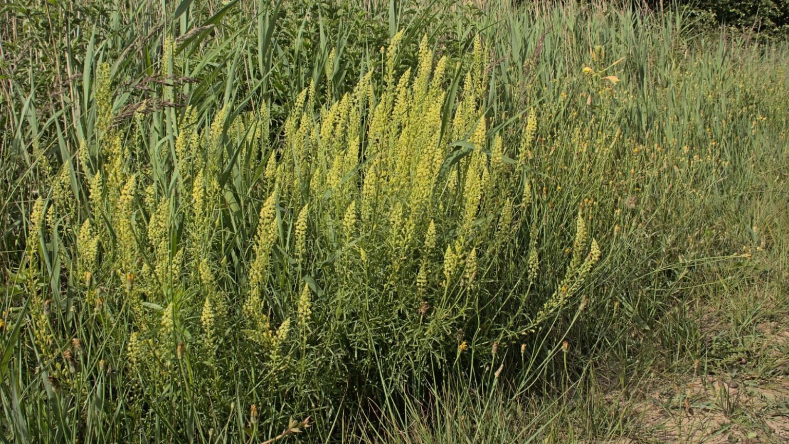 How to Plant, Grow, and Care for Weld: A Natural Yellow Dye Plant