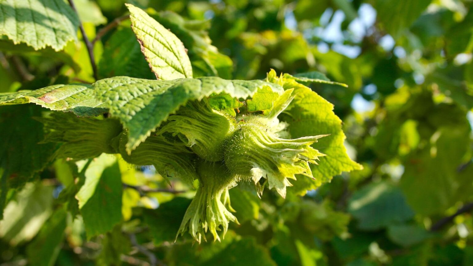 How to Plant, Grow, and Care for Hazelnuts