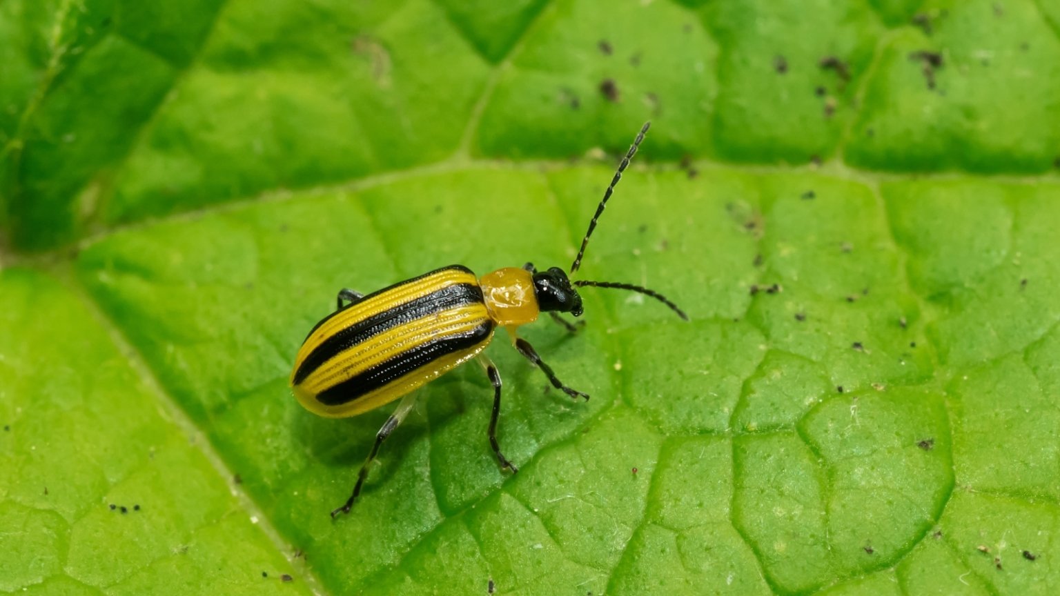 13 Common Watermelon Pests: How to Identify, Prevent, and Treat Them