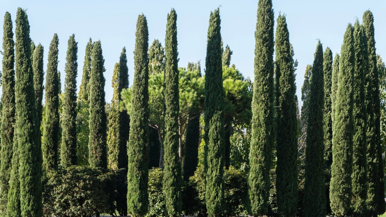 19 Dwarf Evergreen Trees for Your Landscape