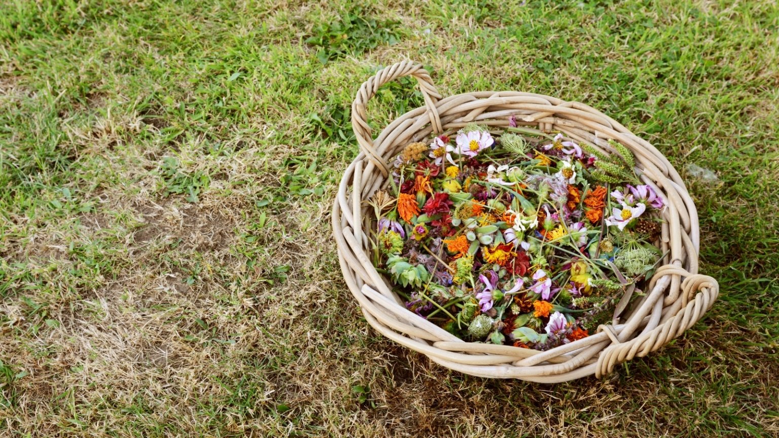 How to Plant, Grow, and Care For Geum Flowers