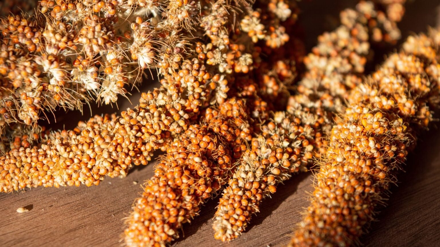 How to Plant, Grow, and Care for Sorghum