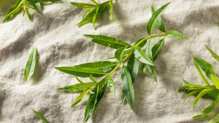 How to Plant, Grow, and Care for Lemon Verbena