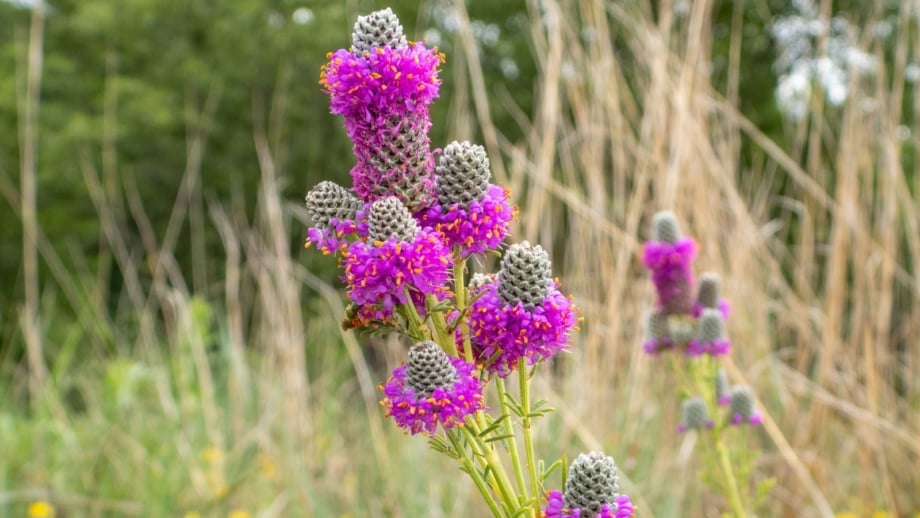 31 Native Plants That Attract Wildlife