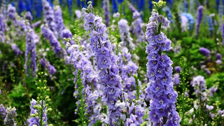 How to Grow Delphiniums From Seed