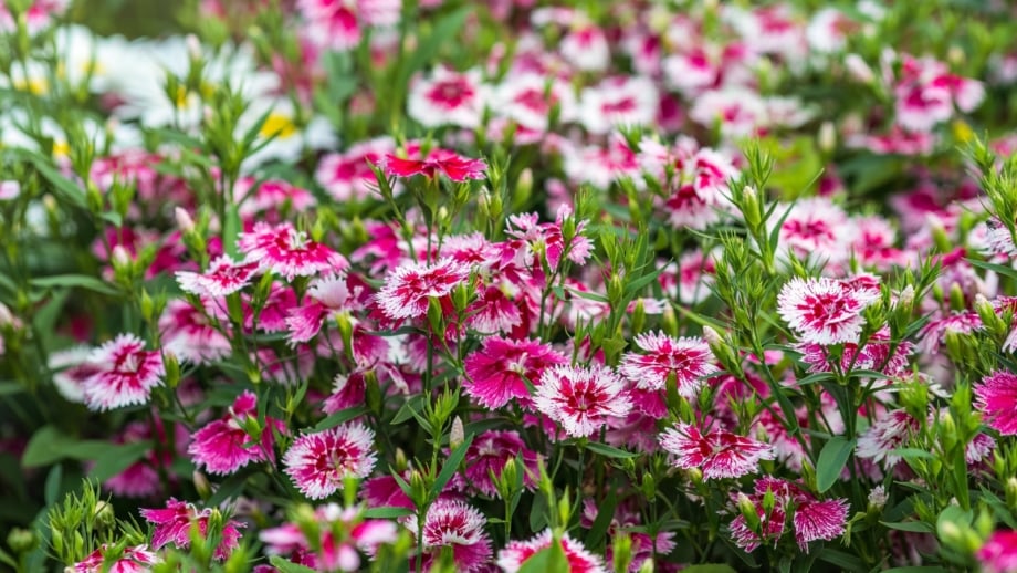 How to Plant, Grow, and Care for Dianthus