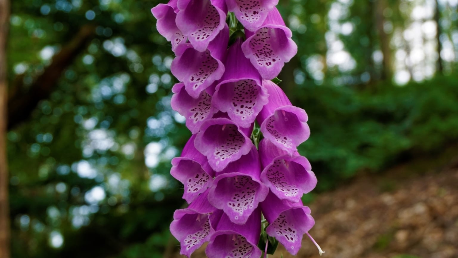 19 Beautiful Foxglove Varieties to Plant This Year