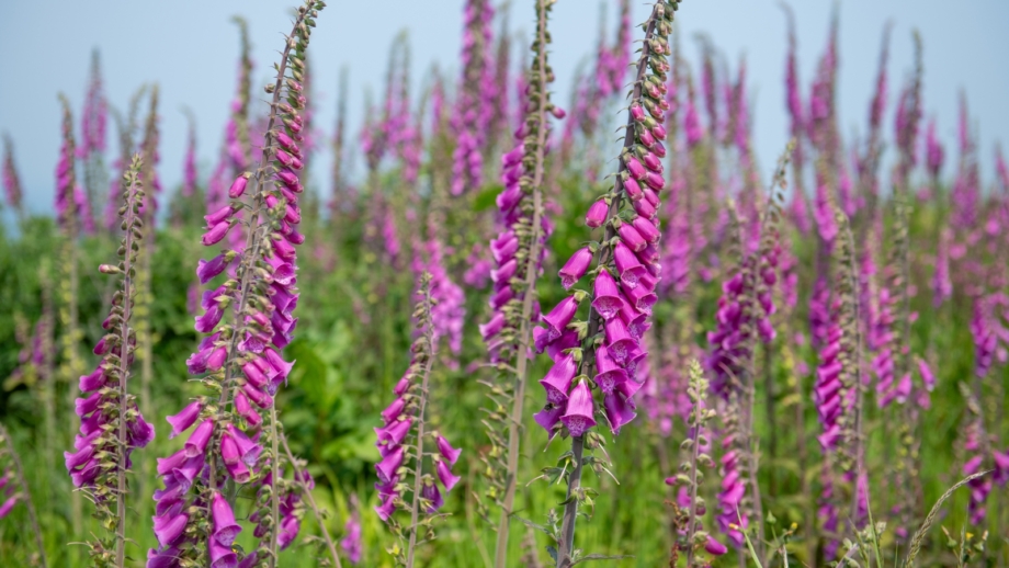19 Beautiful Foxglove Varieties to Plant This Year