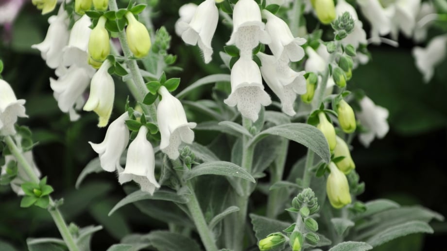 19 Beautiful Foxglove Varieties to Plant This Year