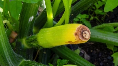 Zucchini Rotting at The Ends: Treating Blossom-End Rot in Zucchini