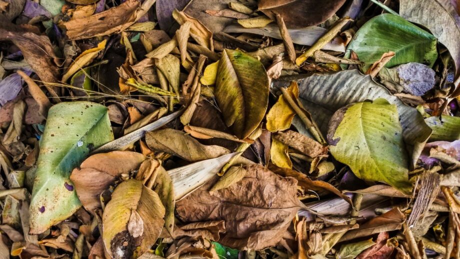 How to Make and Use Leaf Mulch - Epic Gardening